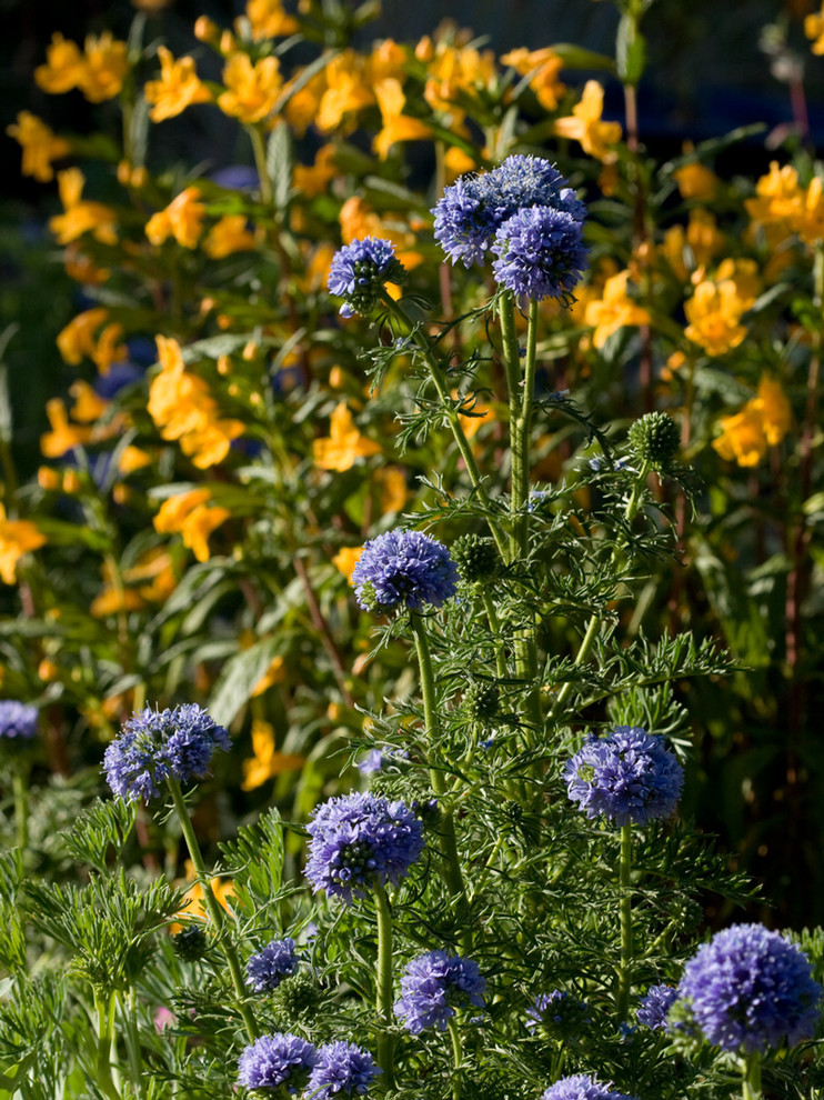 Gilia capitata, Globe gilia - Landscape - Other - by John J. Kehoe ...