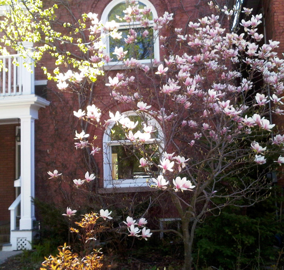 Glebe house in Ottawa - Traditional - Landscape - Ottawa - by M A ...
