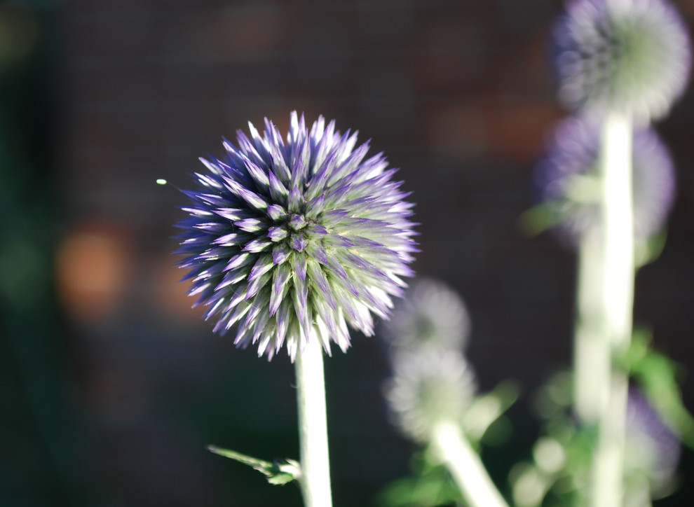 Globe thistle (Echinops ritro) - Traditional - Landscape - Denver - by ...