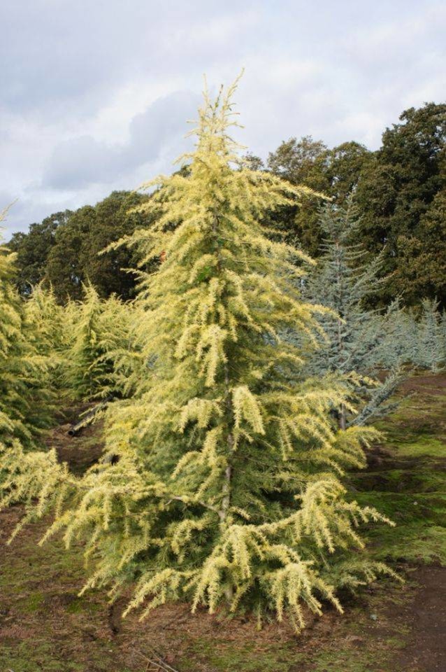 Golden Atlas Cedar - Landscape - Atlanta - by McBrayer Landscapes | Houzz