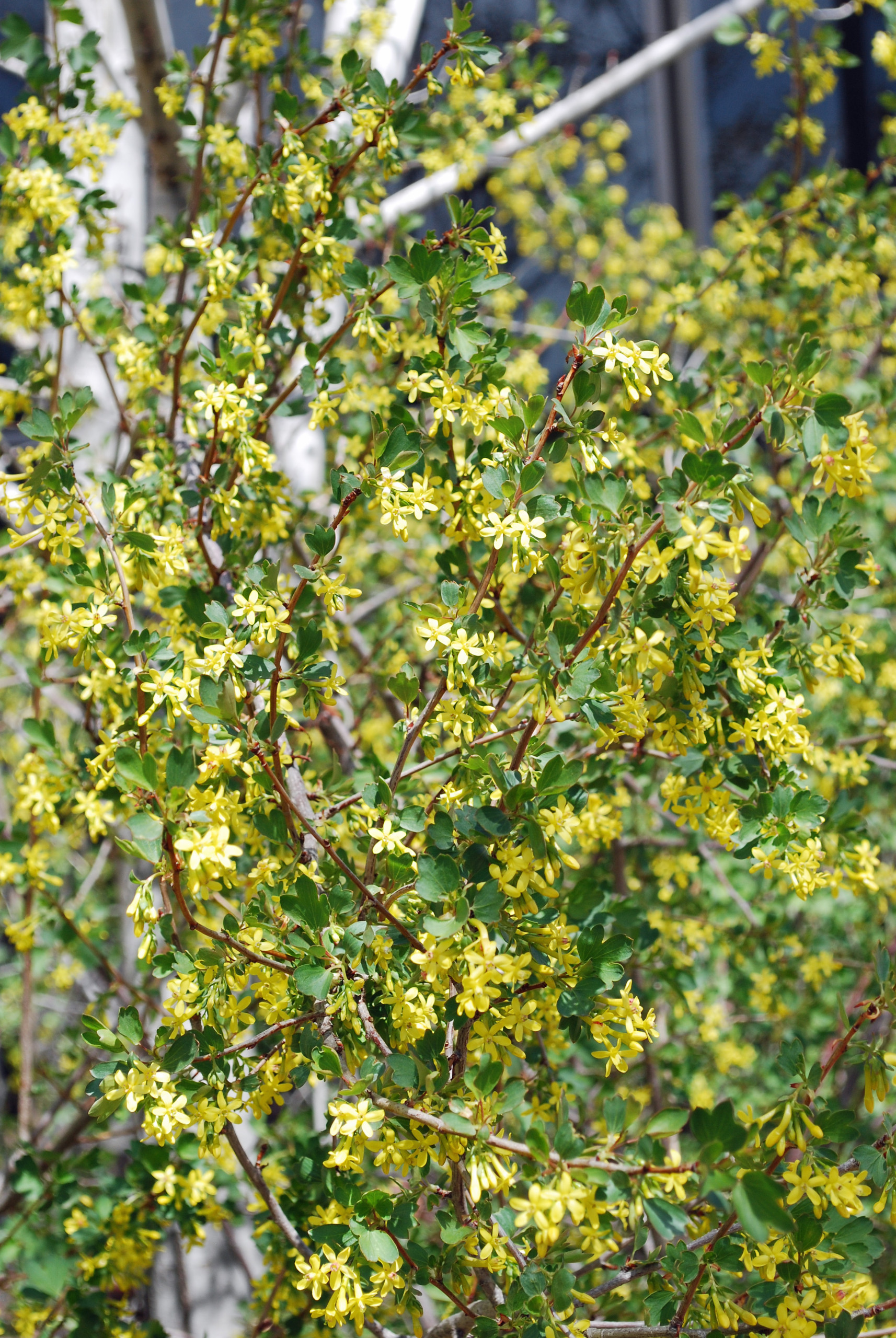Great Design Plant: Golden Currant