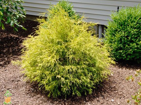 Golden Mop Threadleaf False Cypress - Landscape - Atlanta - by McBrayer ...