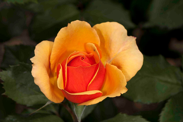 5 Exotic Rose Colors for a Beautifully Different Garden