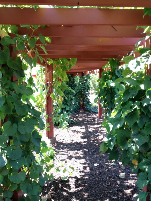 Grape Vine Trellis - Traditional - Garden - San Diego - by Botaniscapes ...