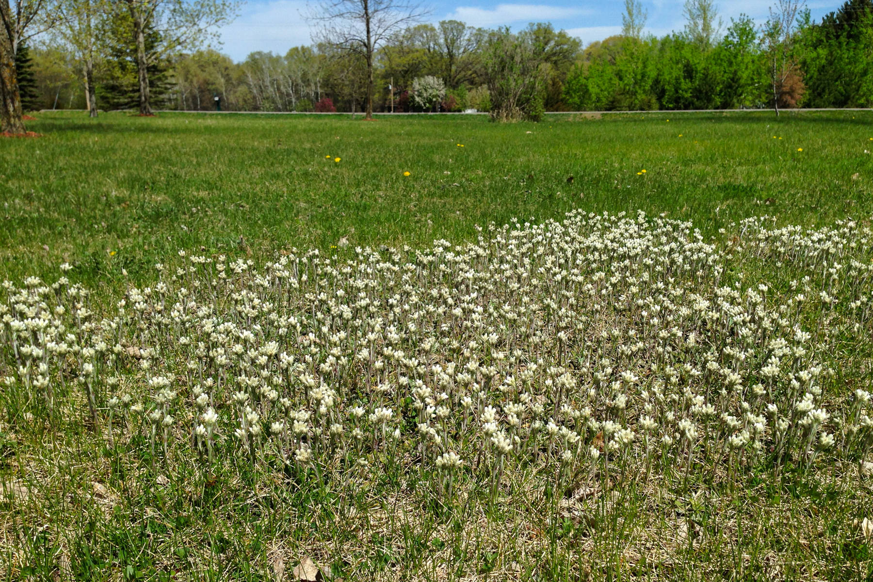 Great Design Plant: Antennaria Neglecta