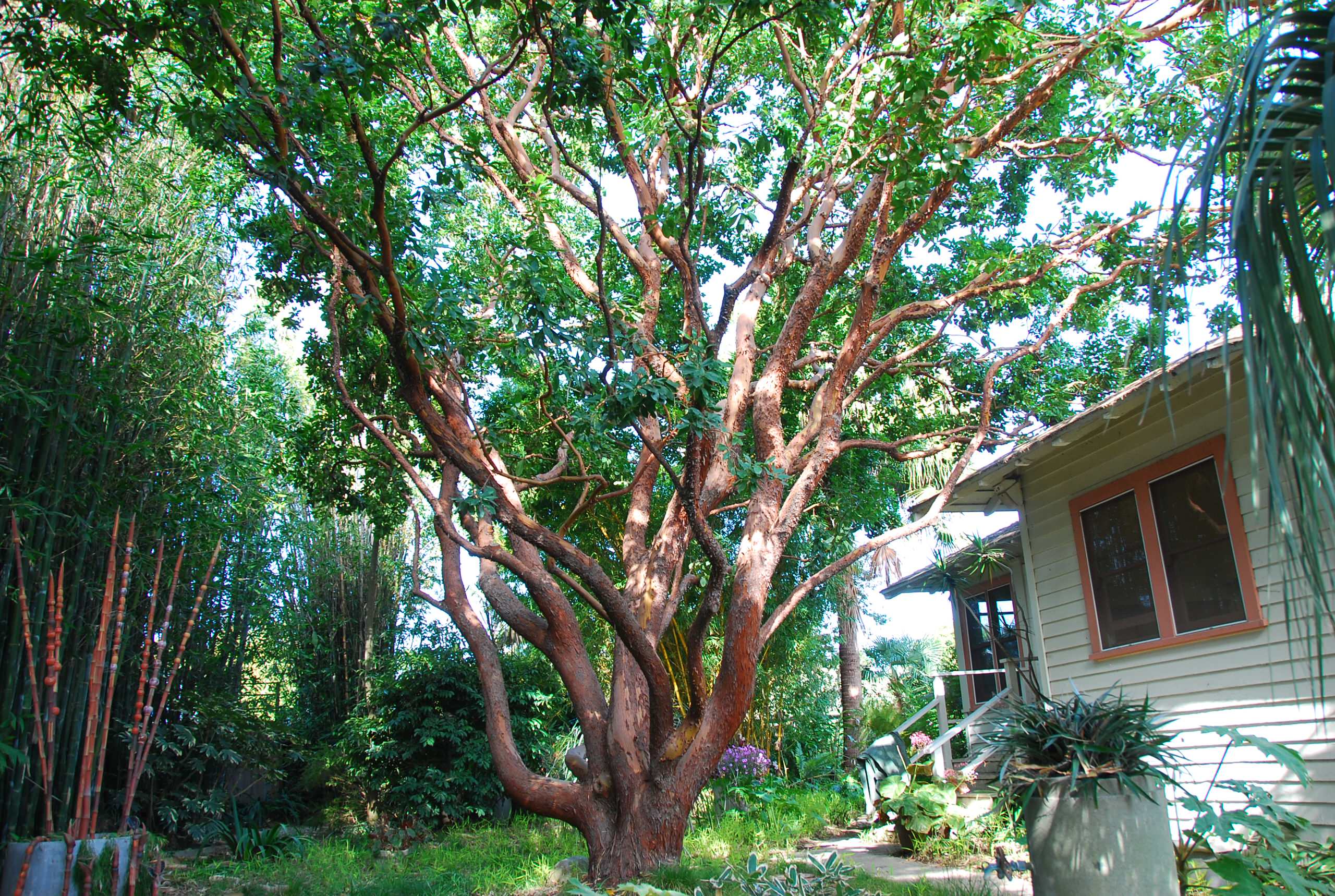 Great Design Plant: Arbutus 'Marina'