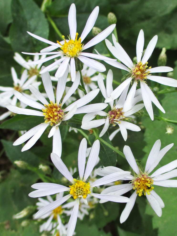 Great Design Plant: Large Leaved Aster - Landscape - Minneapolis - by ...