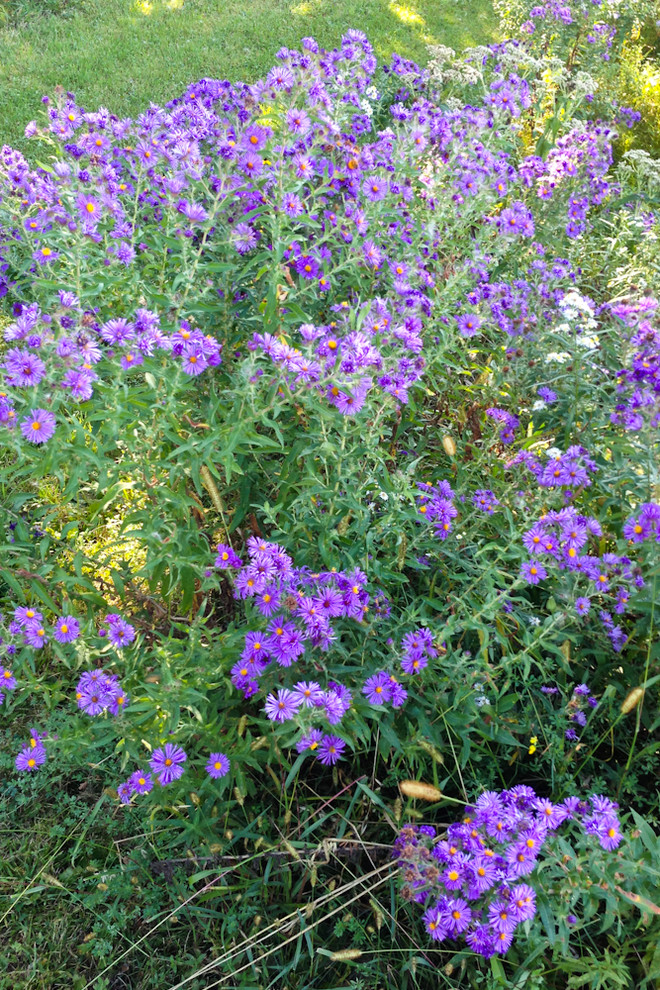 Great Design Plant: New England Aster Ushers in Fall - Landscape ...