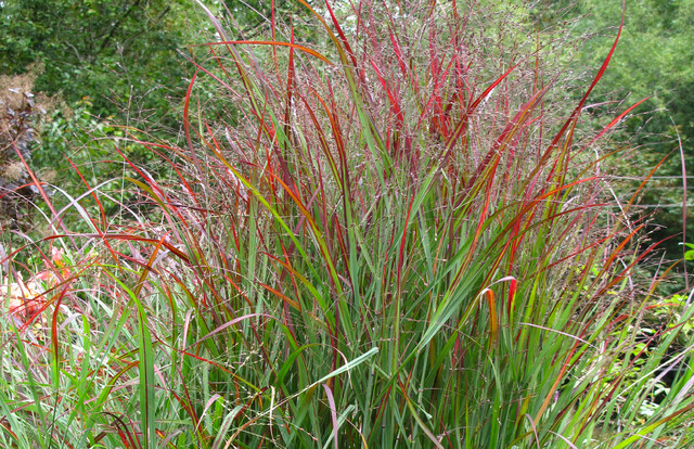 Great Design Plant: 'Shenandoah' Switchgrass
