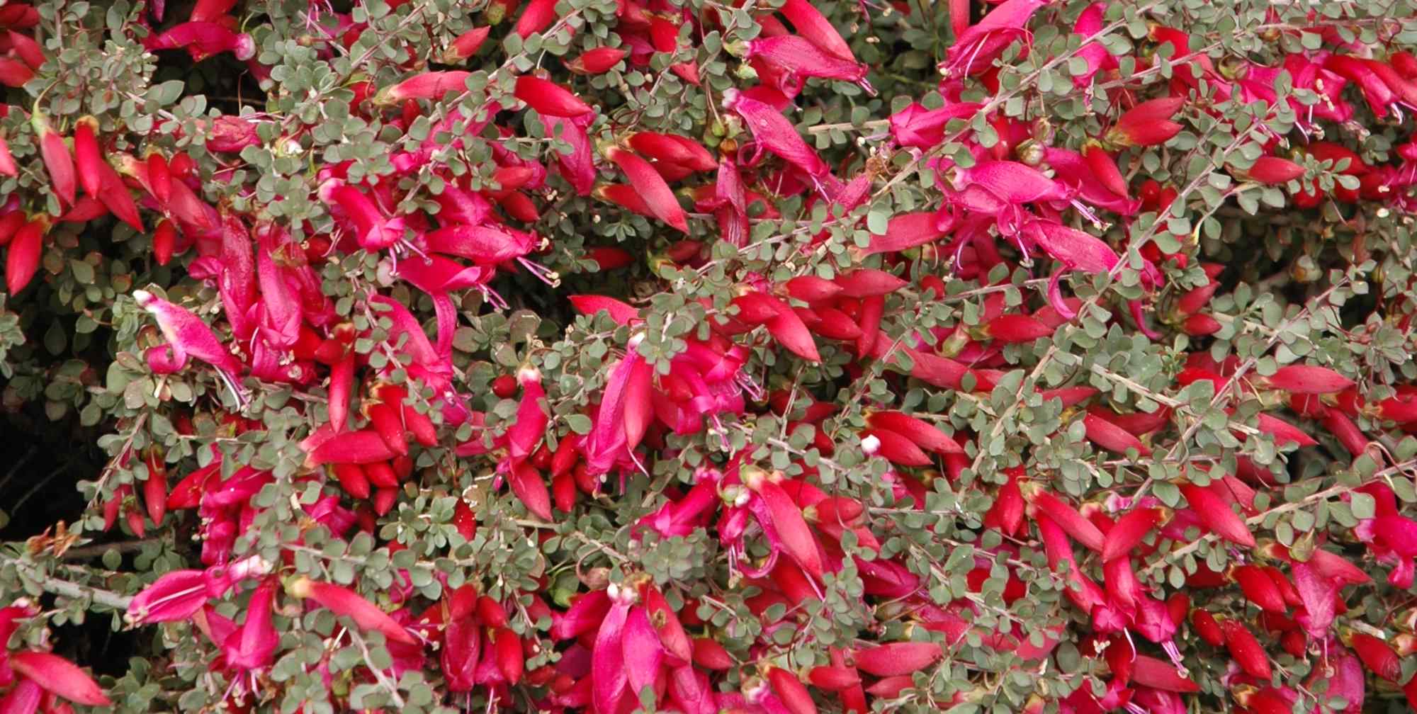 Great Design Plant: Valentine Bush for Heartfelt Winter Color