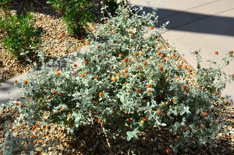Great Design Plant: Woolly Butterfly Bush - Landscape - Other - by ...