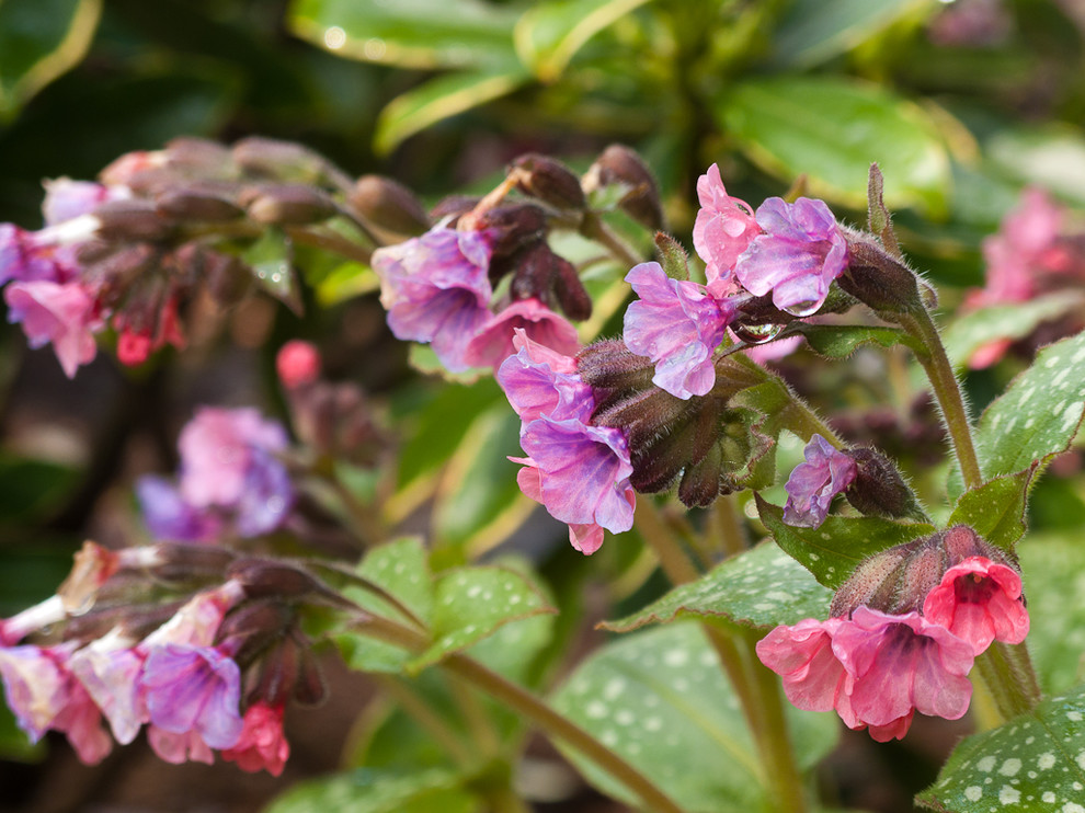 Great Design Plants - Traditional - Landscape - Seattle - by Le ...