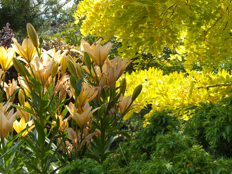 Great Plant Combinations - Traditional - Garden - Seattle - by Le ...