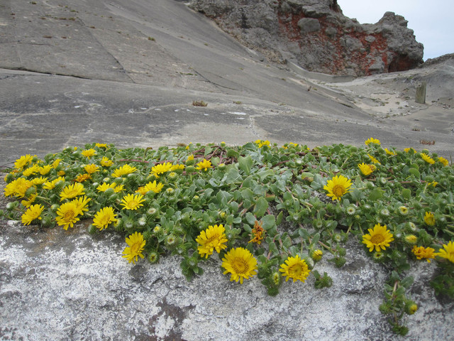 Grindelia Stricta var. Platyphylla - Jardin - Autres périmètres | Houzz