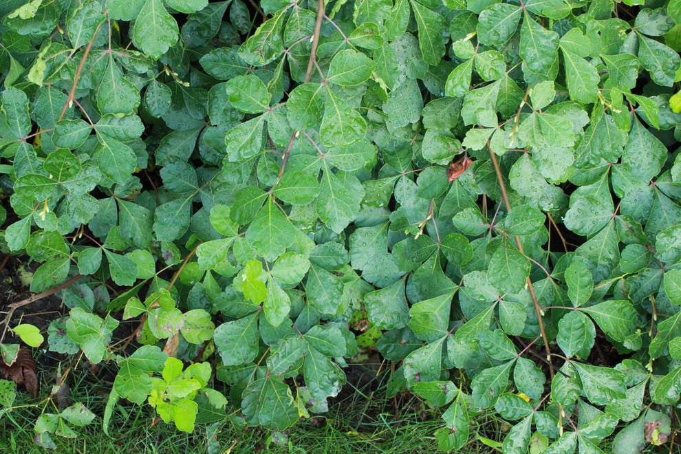 'Gro-Low' aromatic sumac (Rhus aromatica 'Gro-Low') - Landscape - Other ...