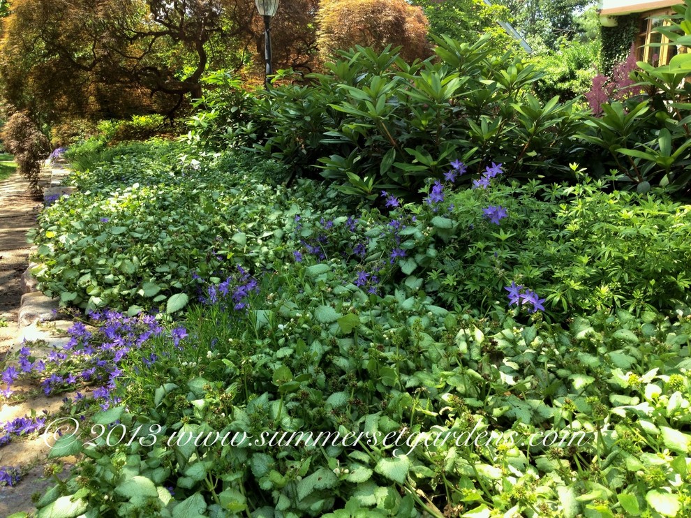 Groundcover planting detail in NJ - Traditional - Landscape - Newark ...