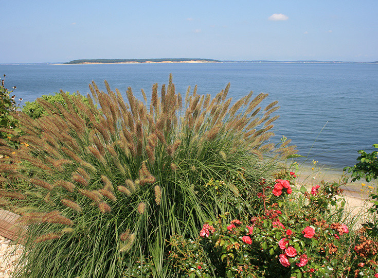 Hamptons Hydrangeas - Beach Style - Landscape - New York - by ...