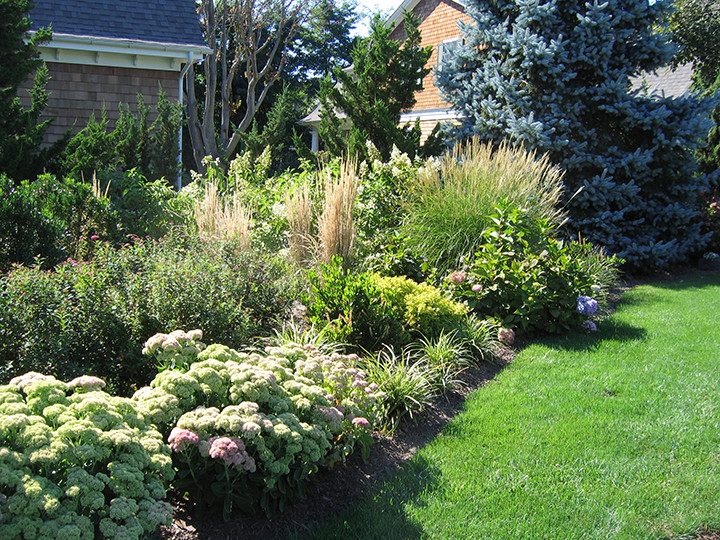 Hamptons Hydrangeas - Beach Style - Landscape - New York - by ...