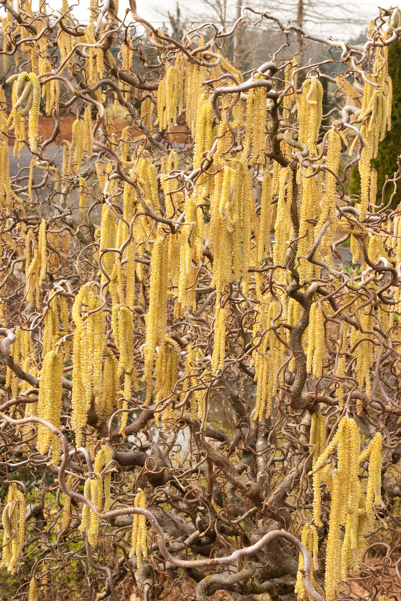 Great Design Plant: Harry Lauder's Walking Stick
