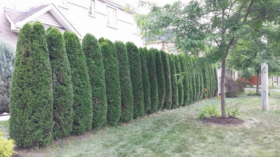 Hedges - Landscape - Other - by Your Urban Gardener | Houzz