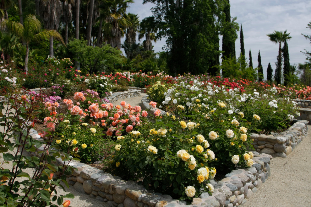 Henry Kroeger's Rose Garden - Traditional - Landscape - Sacramento - by ...