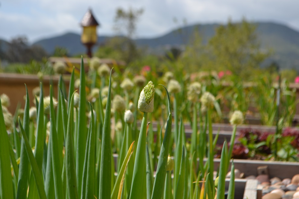 Herb Garden - Contemporary - Landscape - Los Angeles - by Jason Lee ...