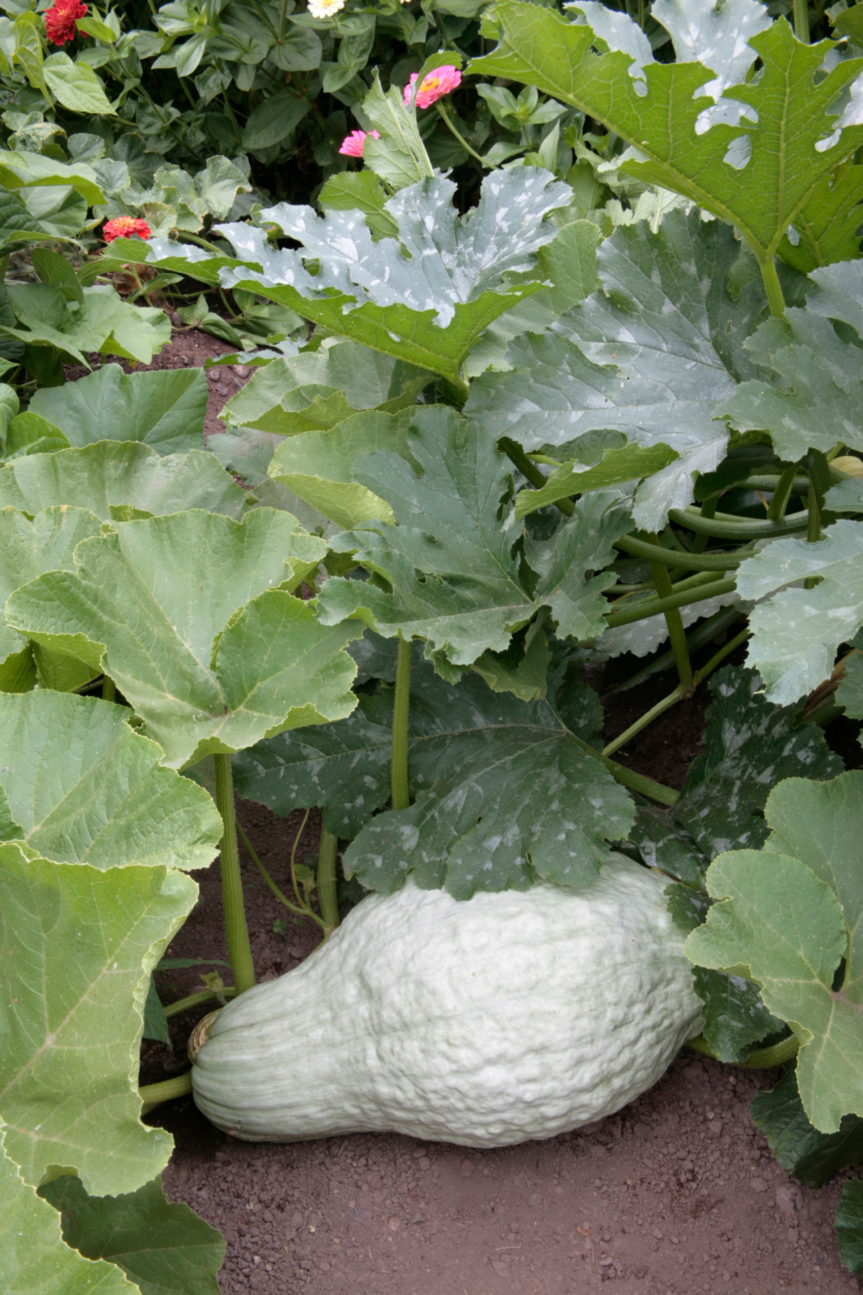 Green Hubbard Squash