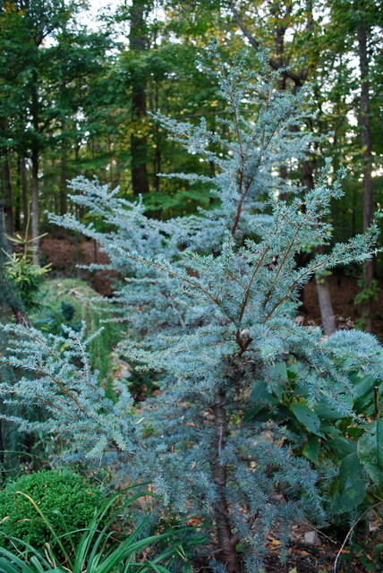 'Horstmann' Dwarf Blue Atlas Cedar - Landscape - Atlanta - by McBrayer ...