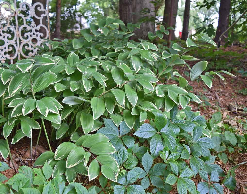 Hosta Alternatives for the Shaded Garden