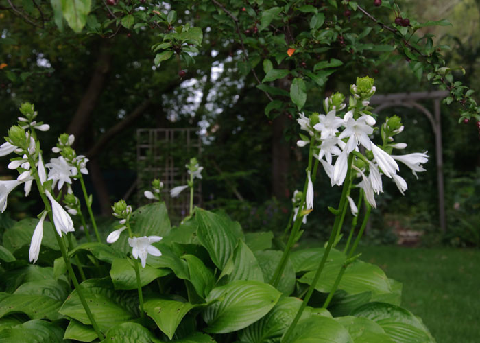 Hosta plantaginea - Contemporary - Landscape - Chicago - by Barbara ...