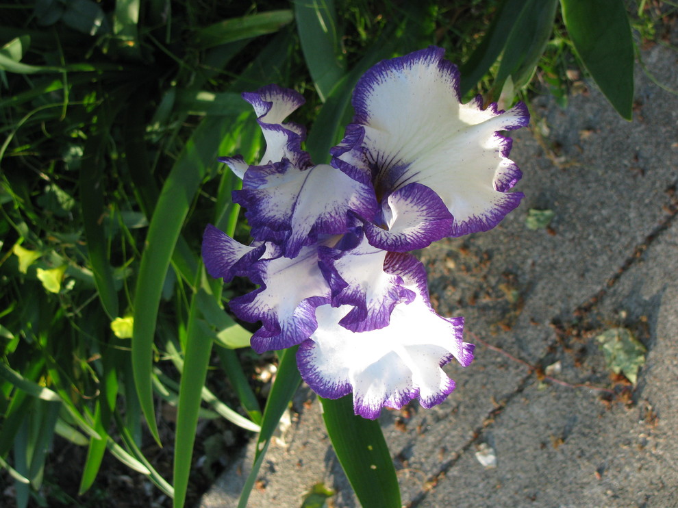 Howard Futerman - Tropical - Landscape - Sacramento | Houzz