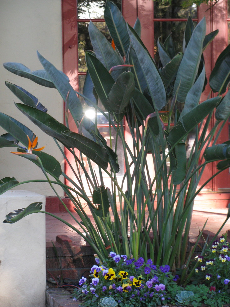 Howard Futerman - Tropical - Landscape - Sacramento | Houzz