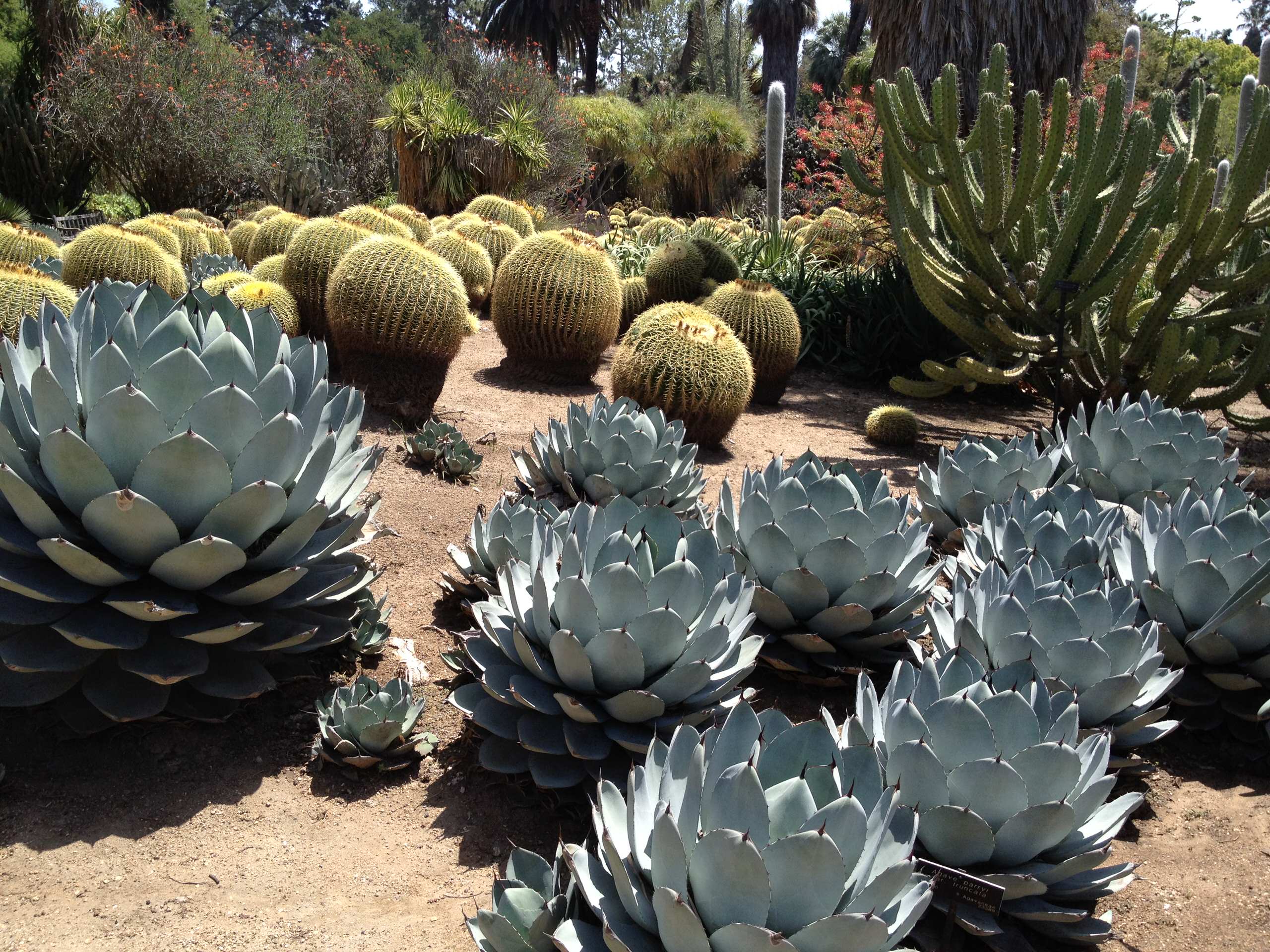 7 Ways to Use Drifts and Masses In Your Garden