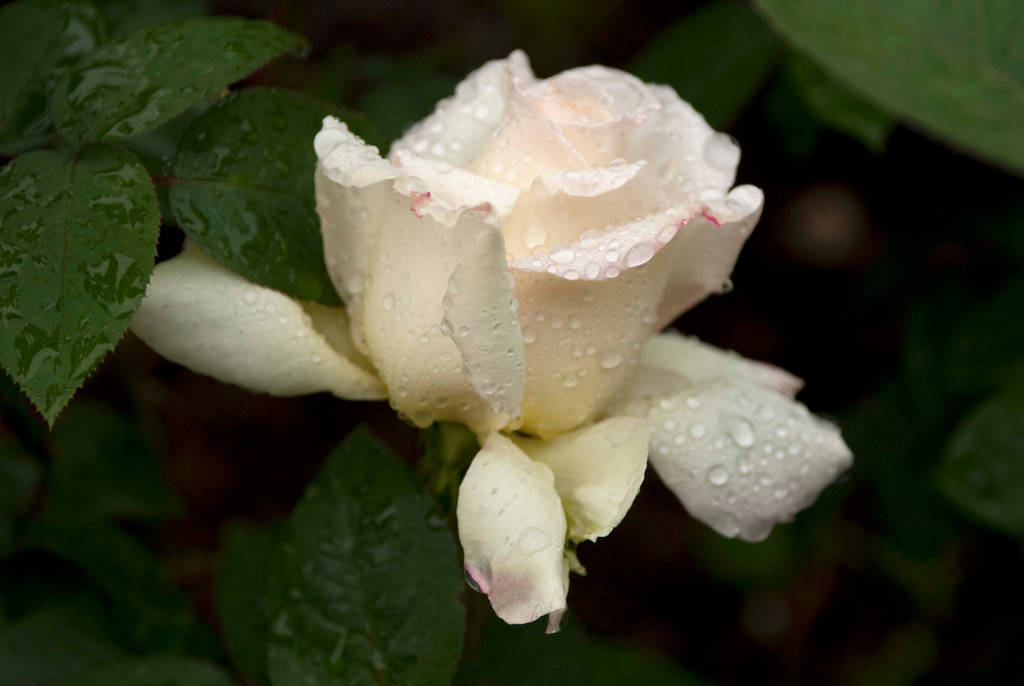 5 Favorite White Roses for a Purely Beautiful Garden