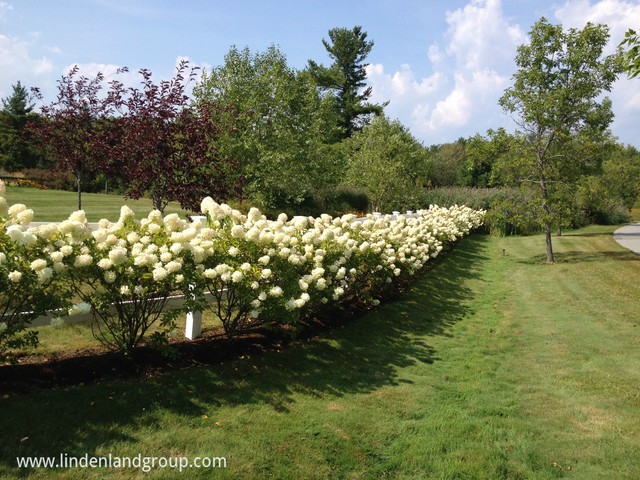 Hydrangea Fenceline - Modern - Garden - Burlington - by Linden L.A.N.D ...