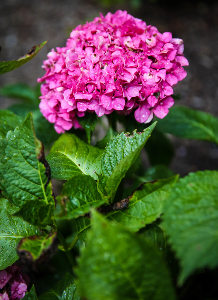 Hydrangea macrophylla 'Masja' - Modern - Landscape - Philadelphia - by ...