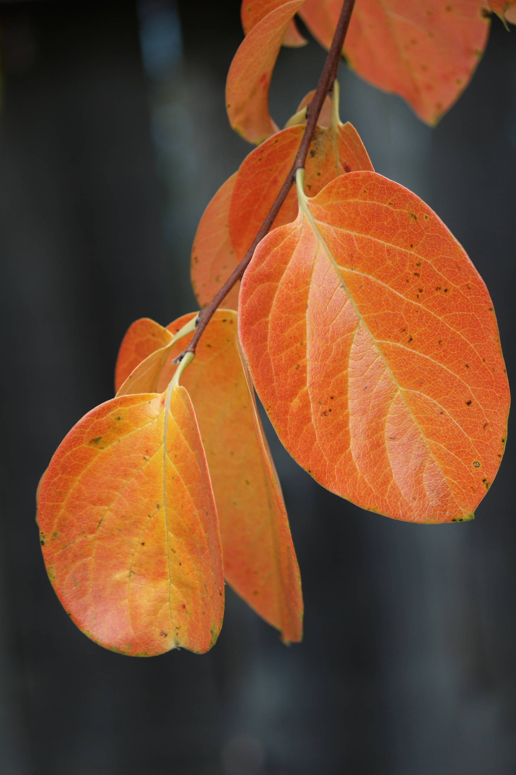 11 Trees for Brilliant Fall Color