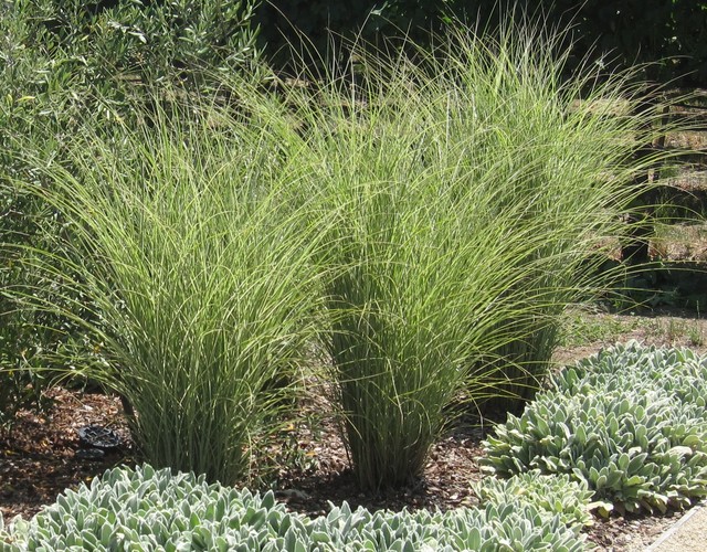 Internal - Traditional - Garden - San Francisco - by Boxleaf Design ...