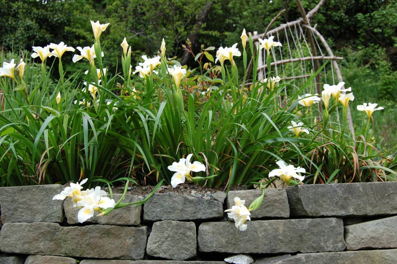 Plant Irises in Fall for Standout Spring-Into-Summer Blooms