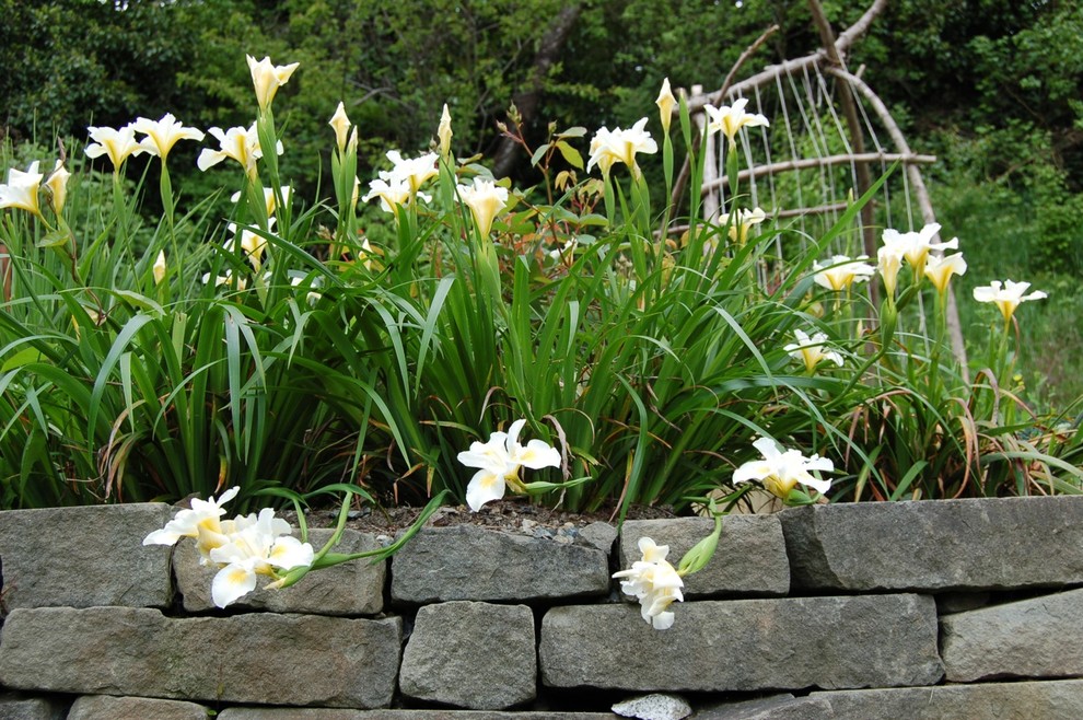 Iris 'Chimes' - Landscape - Seattle | Houzz