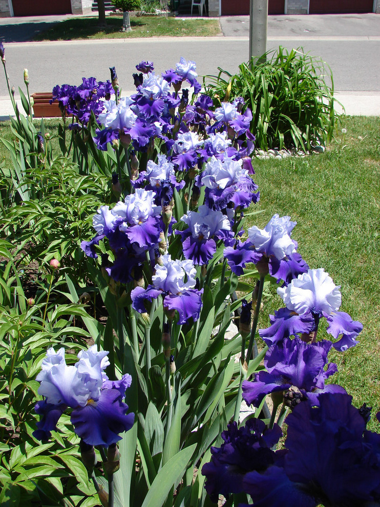 Iris garden - Traditional - Landscape - Toronto - by Home Sweet Flowers ...