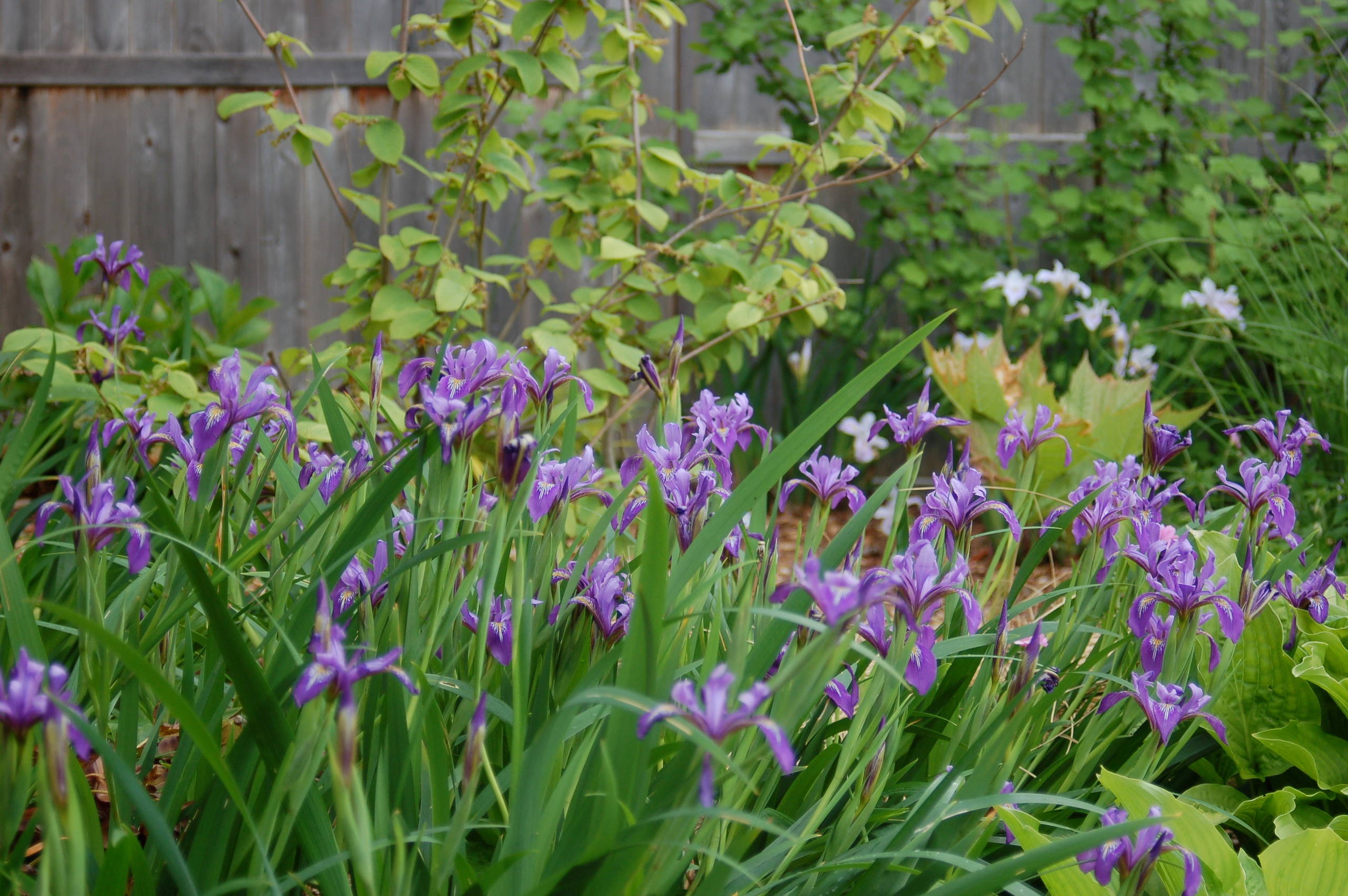 Plant Irises in Fall for Standout Spring-Into-Summer Blooms