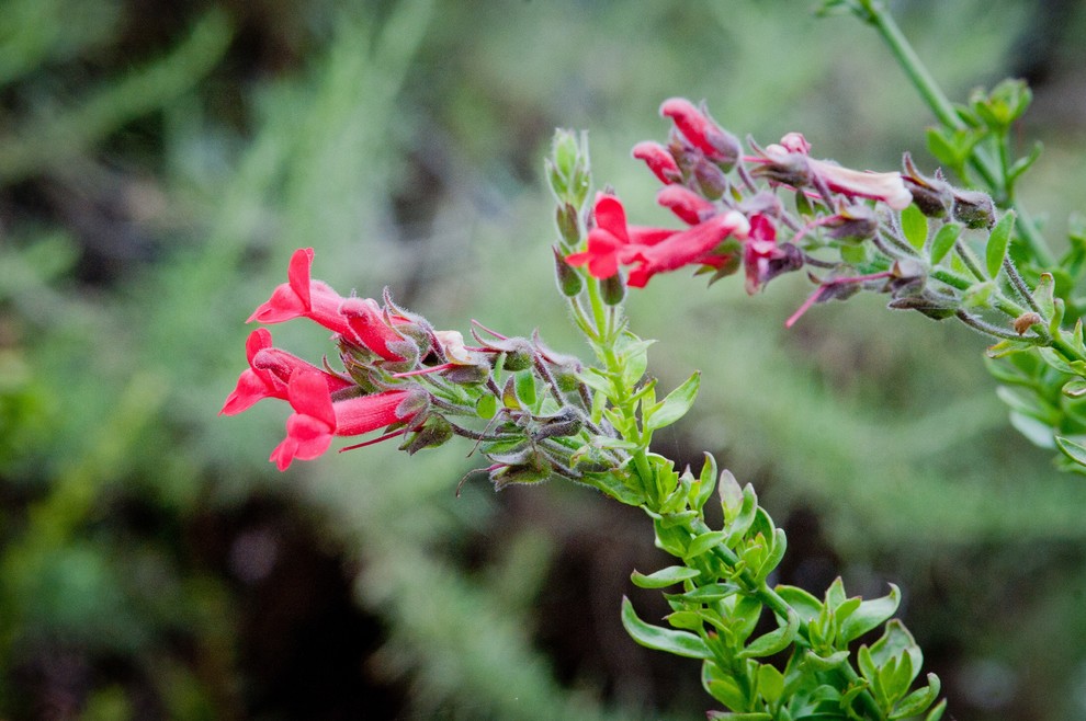 Island Snapdragon - Transitional - Landscape - Los Angeles - by FormLA ...