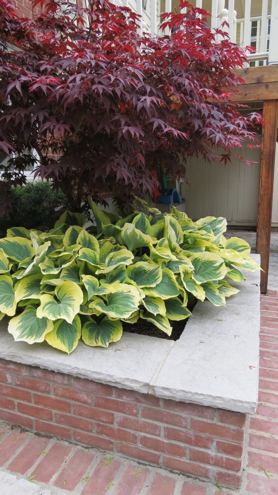 Japanese Maple and Hosta - Landscape - Toronto - by Inspiring Spaces ...