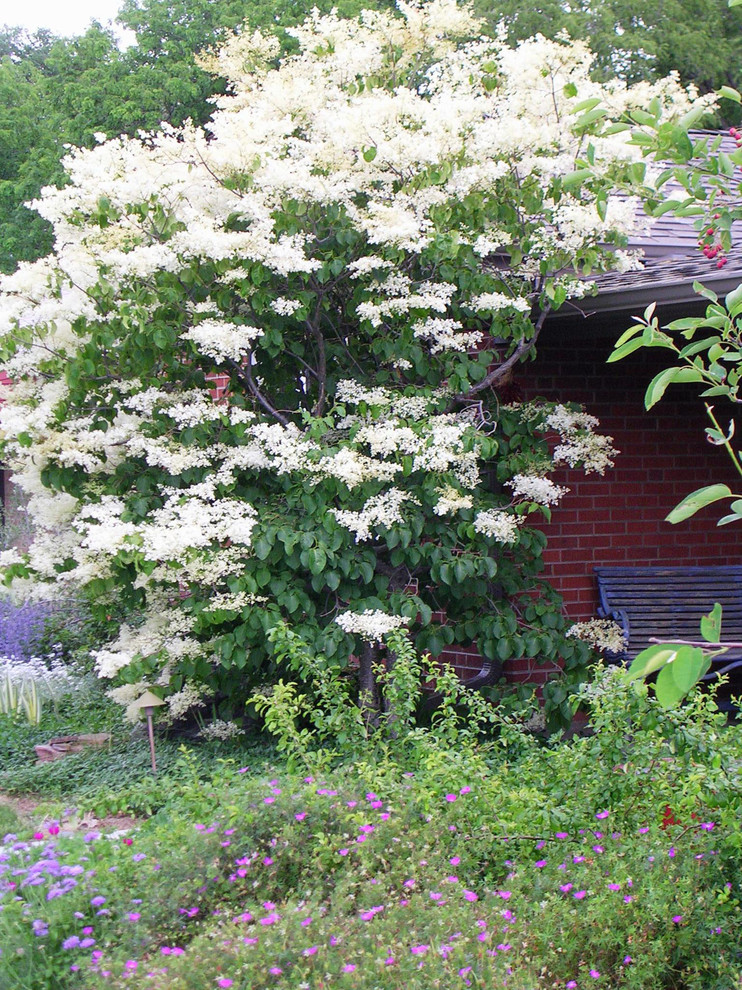 Japanese Tree Lilac Syringa Reticulata Contemporáneo Jardín