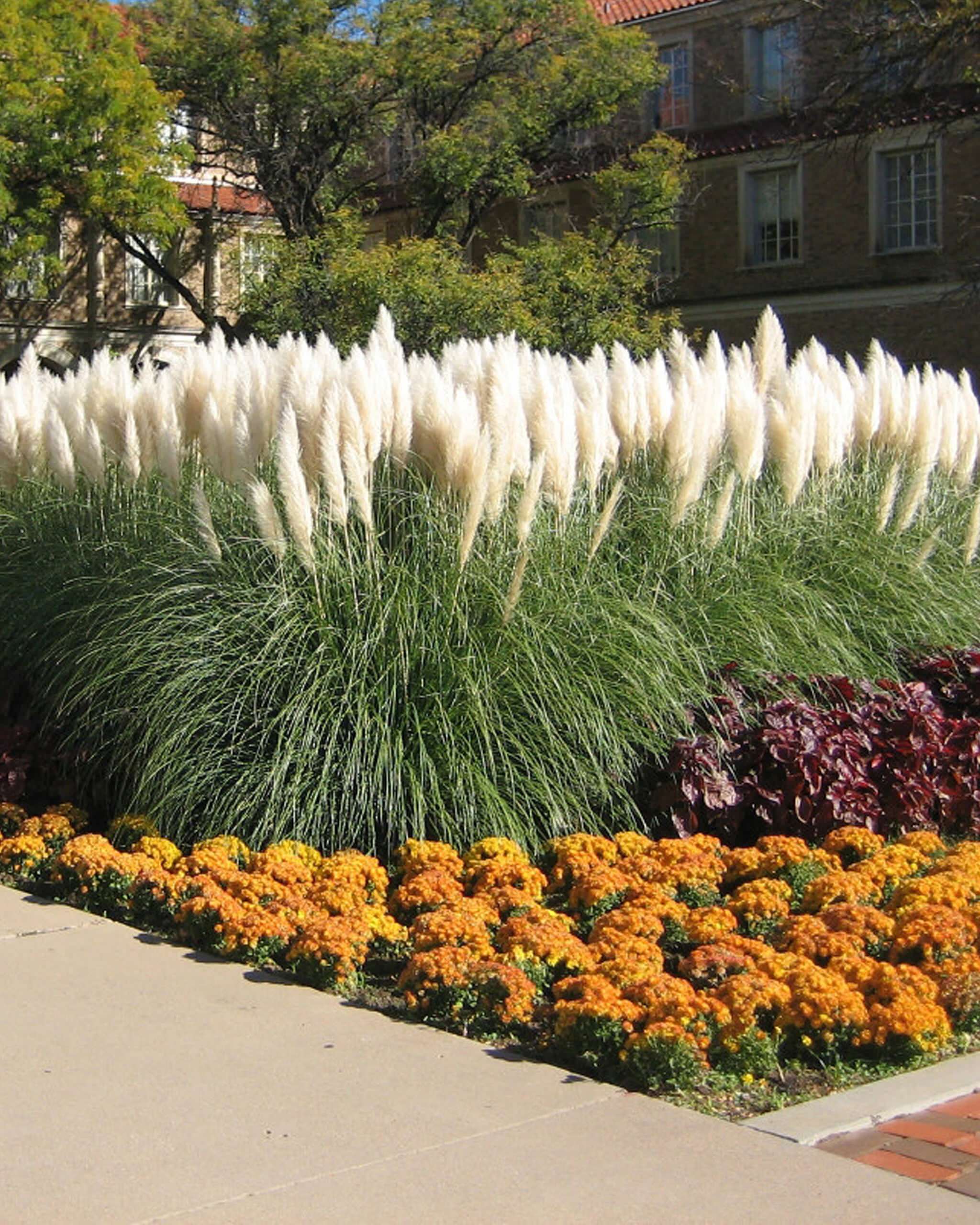 Pampas Grass Front Garden | Fasci Garden