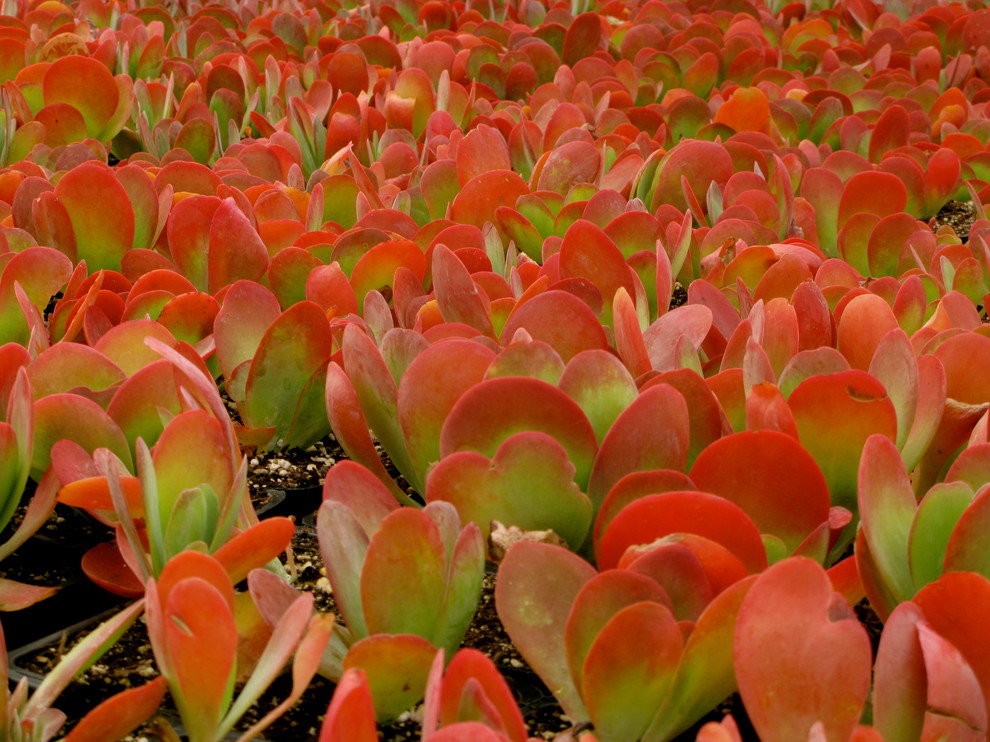kalanchoe lucia - Modern - Landscape - Orange County - by DM Color ...