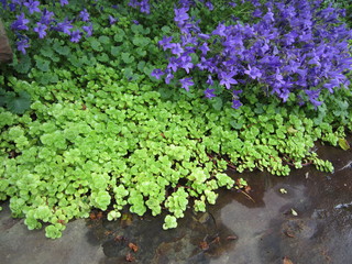 Kate Martin Design: My Favorite Groundcovers - Traditional - Landscape ...