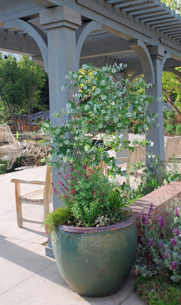 Kintzley's Ghost honeysuckle (Lonicera reticulata 'Kintzley's Ghost ...