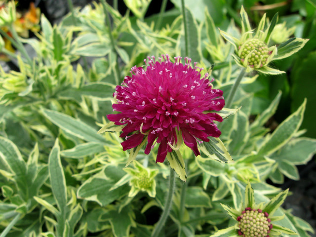 Great Design Plant: Thunder and Lightning for Midsummer Garden Color